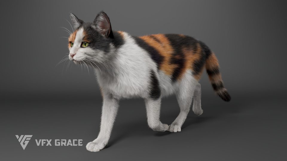 Calico Cat 02 Animation - MAYA Character Asset | VFX Grace