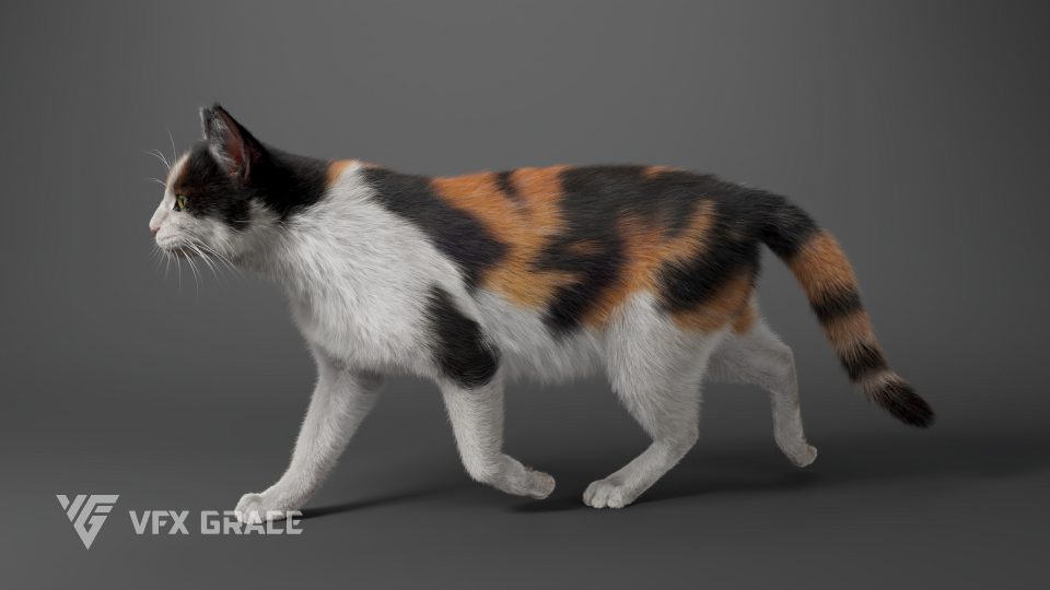 Calico Cat 02 Animation - MAYA Character Asset | VFX Grace