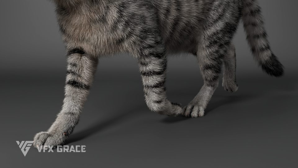 Grey Tabby Cat Animation - MAYA Character Asset | VFX Grace