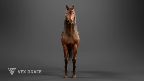 Brown Horse Rig - MAYA Character Asset | VFX Grace
