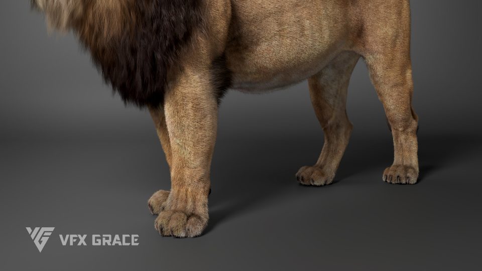 Lion Rig - MAYA Character Asset | VFX Grace