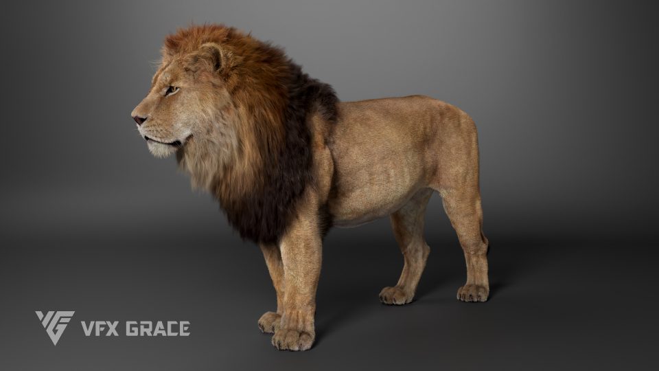 Lion Rig - MAYA Character Asset | VFX Grace