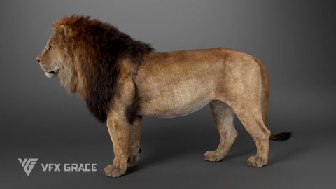Lion Rig - MAYA Character Asset | VFX Grace