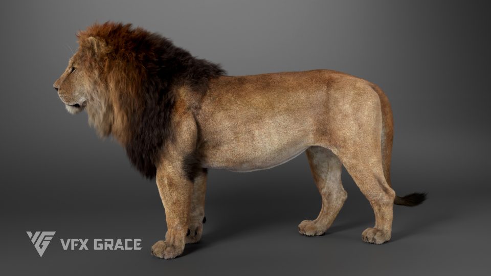 Lion Rig - MAYA Character Asset | VFX Grace