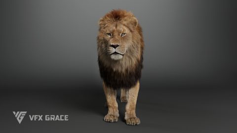 Lion Rig - MAYA Character Asset | VFX Grace