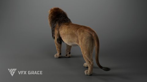 Lion Rig - MAYA Character Asset | VFX Grace