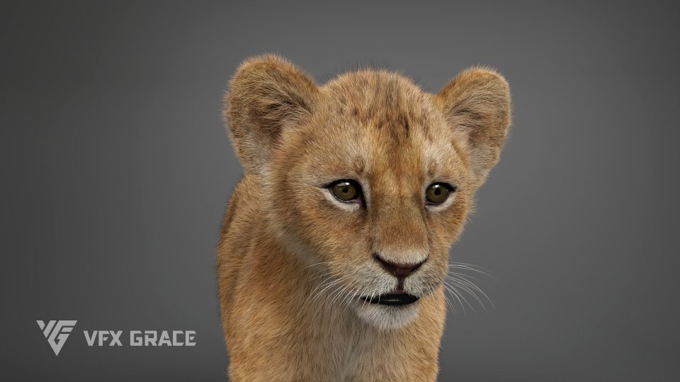 Lion Cub Animation - MAYA Character Asset | VFX Grace