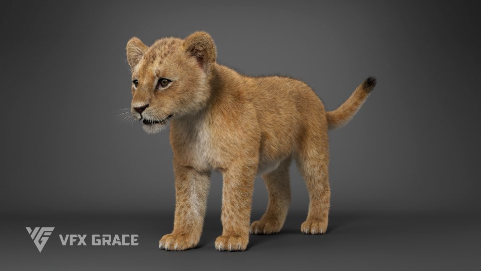 Lion Cub Animation - MAYA Character Asset | VFX Grace