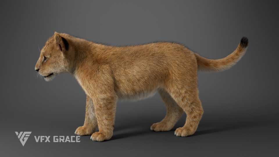 Lion Cub Animation - MAYA Character Asset | VFX Grace