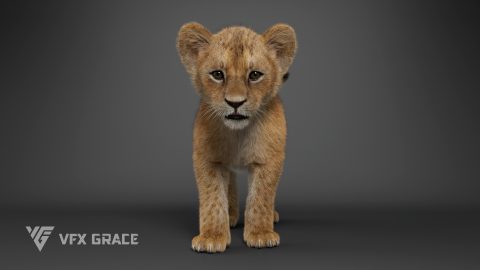 Lion Cub Animation - MAYA Character Asset | VFX Grace
