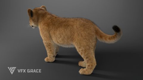 Lion Cub Animation - MAYA Character Asset | VFX Grace