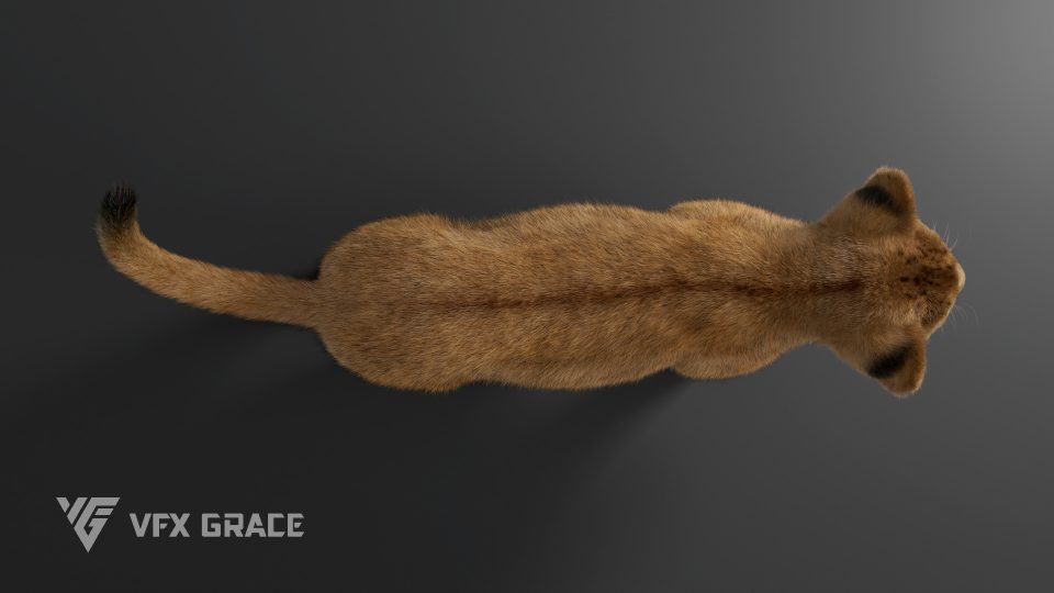 Lion Cub Animation - MAYA Character Asset | VFX Grace