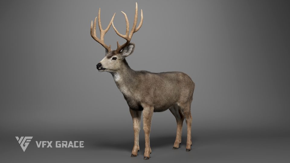 Mule Deer Animated - MAYA Character Asset | VFX Grace