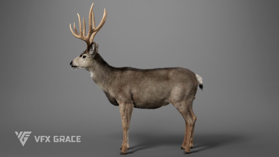 Mule Deer Animated - MAYA Character Asset | VFX Grace