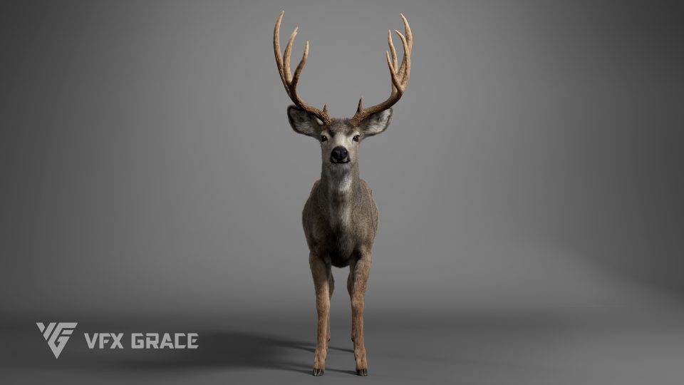 Mule Deer Animated - MAYA Character Asset | VFX Grace