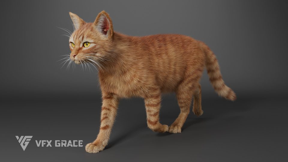 Orange Cat Animation - MAYA Character Asset | VFX Grace