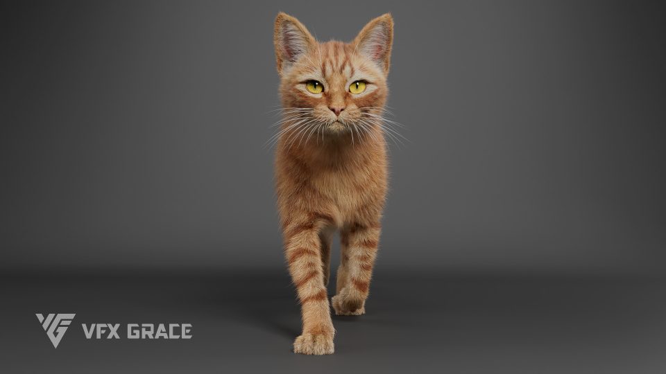 Orange Cat Animation - MAYA Character Asset | VFX Grace
