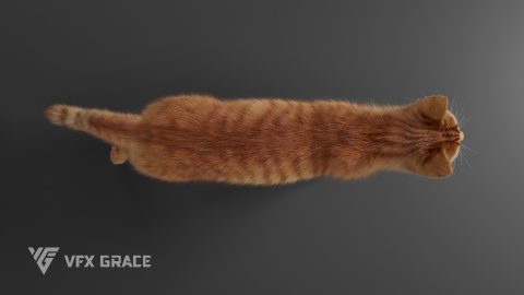 Orange Cat Animation - MAYA Character Asset | VFX Grace