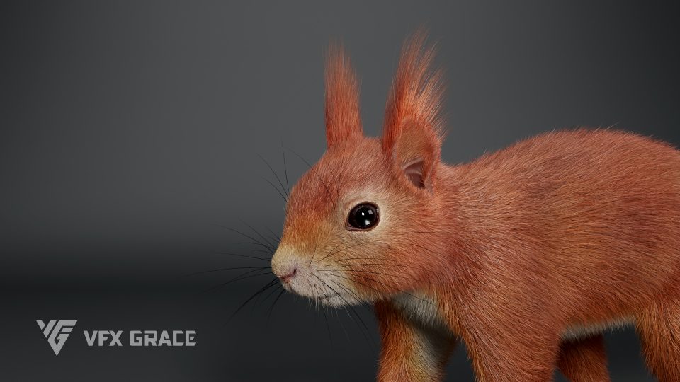 Red Squirrel Summer Animated - MAYA Character Asset | VFX Grace