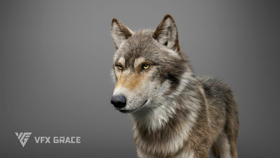 Wolf Animation - MAYA Character Asset | VFX Grace
