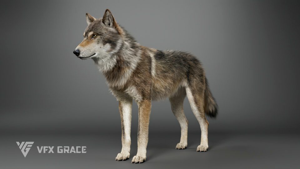 Wolf Animation - MAYA Character Asset | VFX Grace
