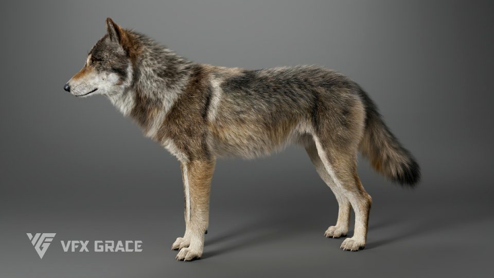 Wolf Animation - MAYA Character Asset | VFX Grace