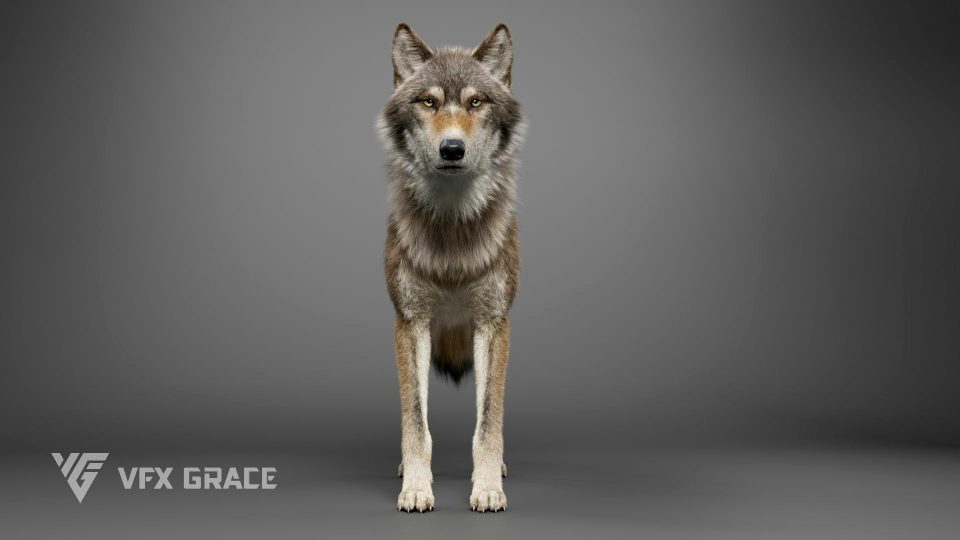 Wolf Animation - MAYA Character Asset | VFX Grace