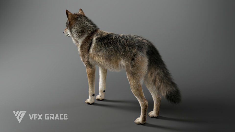 Wolf Animation - MAYA Character Asset | VFX Grace
