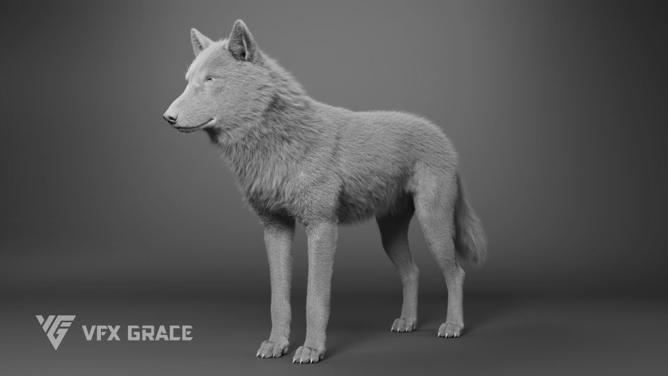 Wolf Animation - MAYA Character Asset | VFX Grace