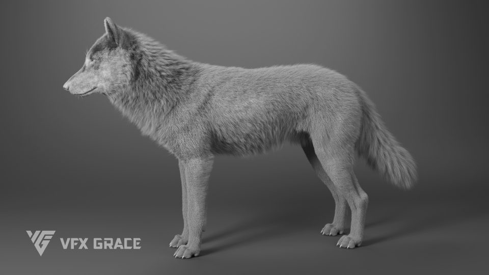 Wolf Animation - MAYA Character Asset | VFX Grace