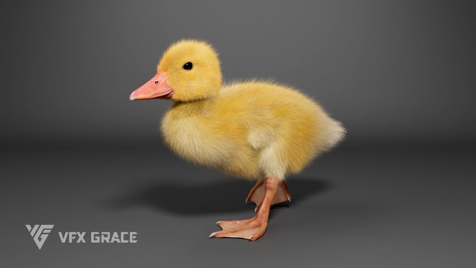 Duckling Animation - MAYA Character Asset | VFX Grace