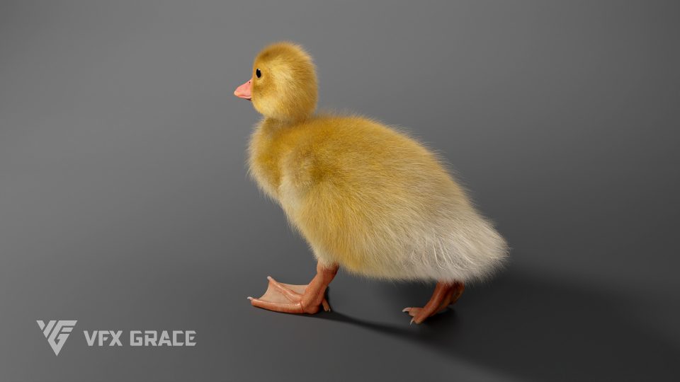 Duckling Animated - MAYA Character Asset | VFX Grace
