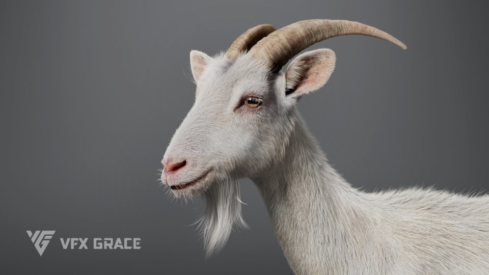 Goat 01 Animated - MAYA Character Asset | VFX Grace