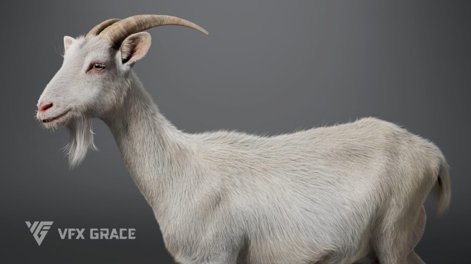 Goat 01 Animated - MAYA Character Asset | VFX Grace