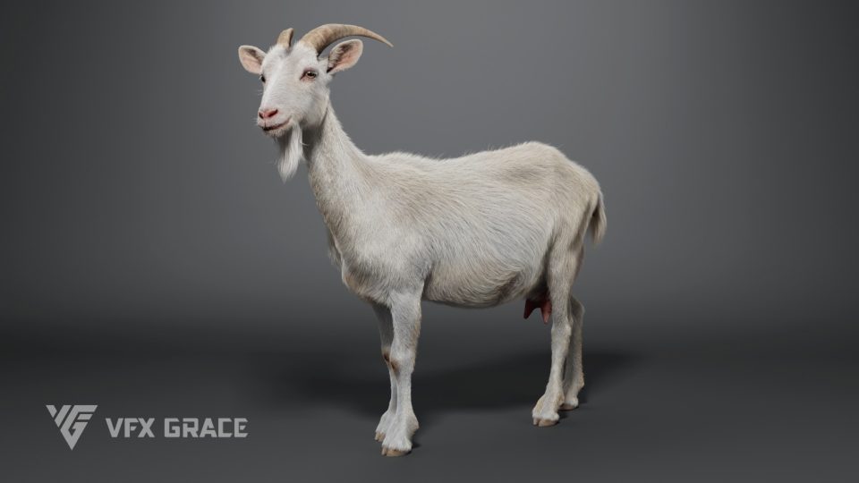 Goat 01 Animated - MAYA Character Asset | VFX Grace