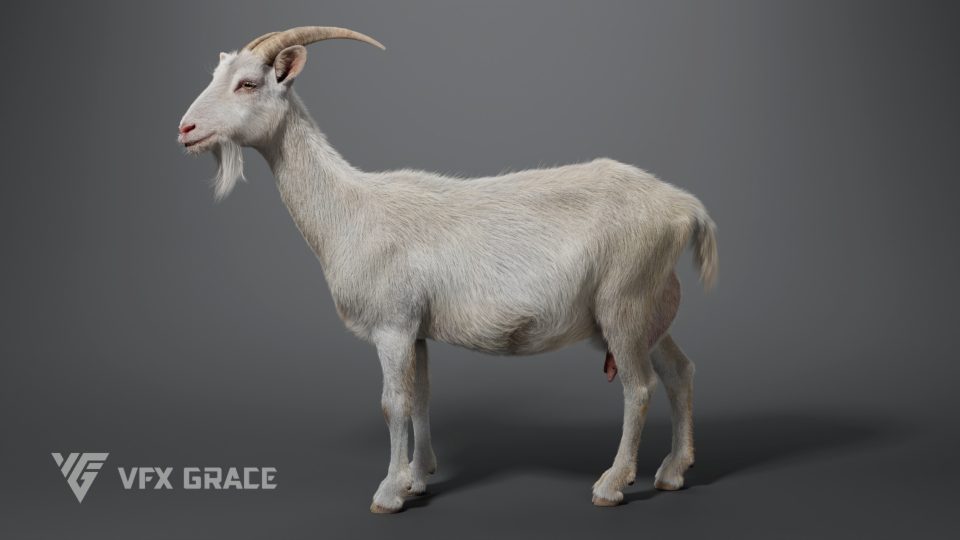 Goat 01 Animated - MAYA Character Asset | VFX Grace