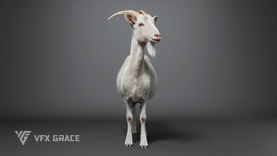 Goat 01 Animated - MAYA Character Asset | VFX Grace