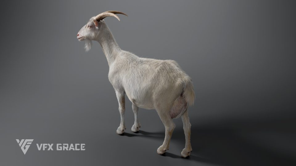 Goat 01 Animated - MAYA Character Asset | VFX Grace