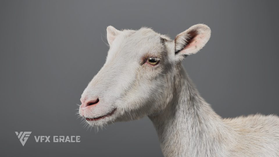 Goat 03 Animated - MAYA Character Asset | VFX Grace