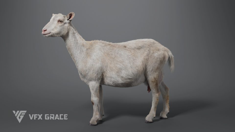 Goat 03 Animated - MAYA Character Asset | VFX Grace
