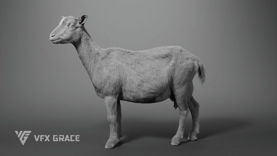 Goat 03 Animated - MAYA Character Asset | VFX Grace