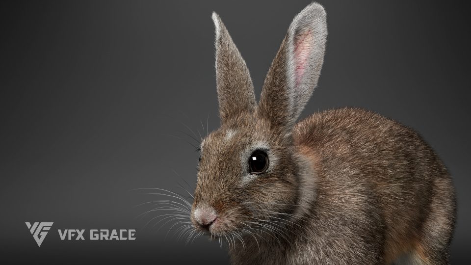 Hare Animation - MAYA Character Asset | VFX Grace