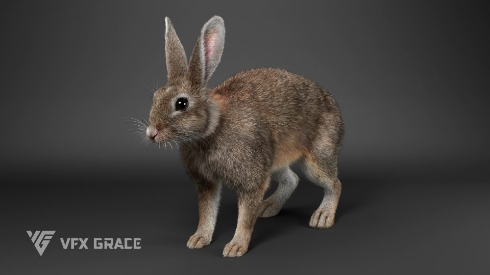 Hare Animation - MAYA Character Asset | VFX Grace