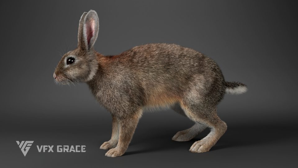 Hare Animation - MAYA Character Asset | VFX Grace