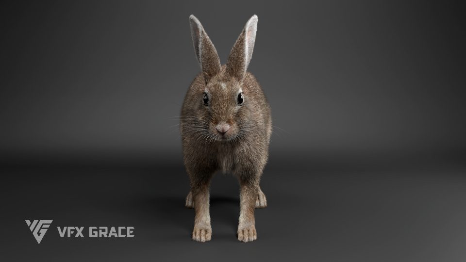 Hare Animation - MAYA Character Asset | VFX Grace
