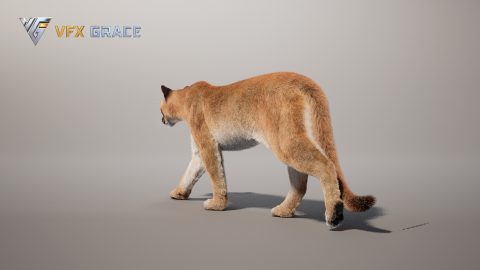 Puma Animation - UE Character Asset | VFX Grace