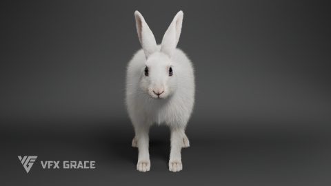 White Rabbit Animated - MAYA Character Asset | VFX Grace
