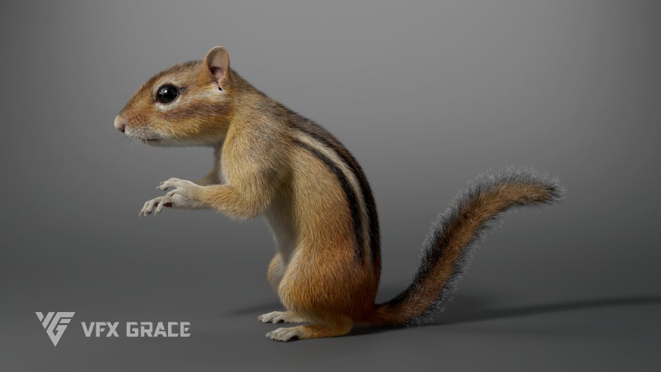 Chipmunk Animated - MAYA Character Asset | VFX Grace
