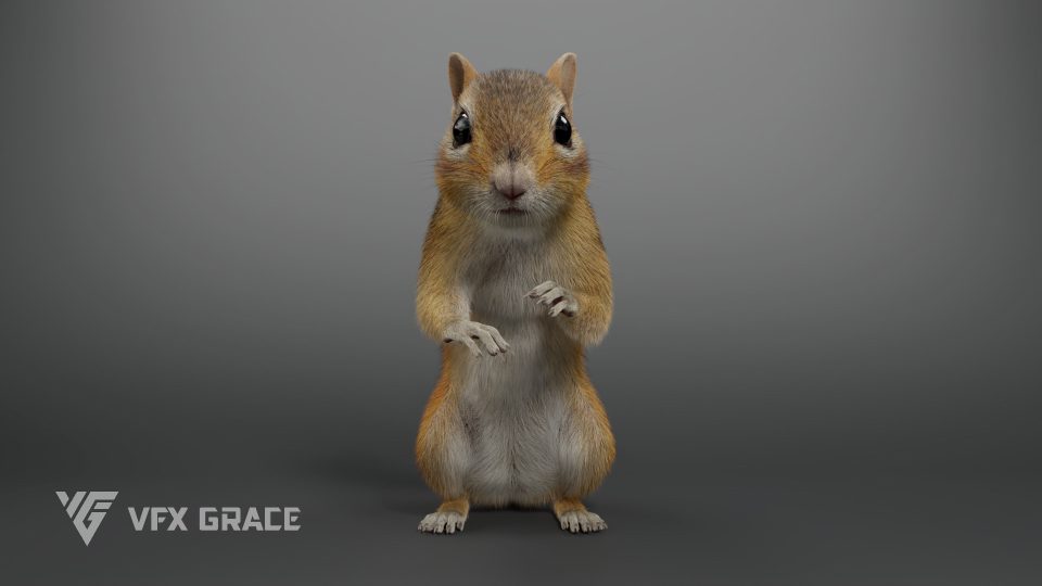 Chipmunk Animated - MAYA Character Asset | VFX Grace