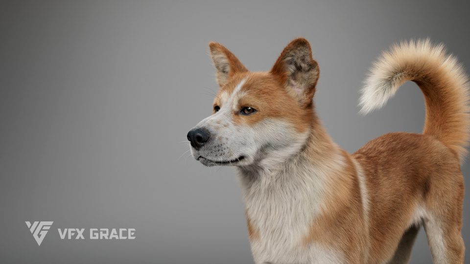 Dog Animated - MAYA Character Asset | VFX Grace